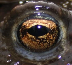 Common Toad | British Wildlife Wiki | Fandom