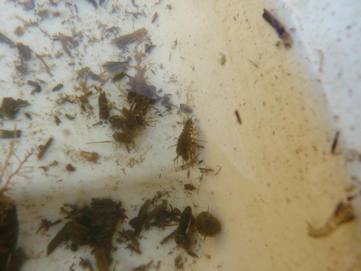 Freshwater Louse | British Wildlife Wiki | Fandom