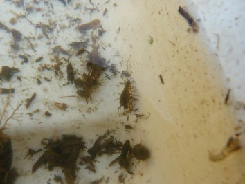 Freshwater Louse | British Wildlife Wiki | Fandom