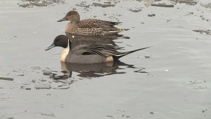 Pintail | British Wildlife Wiki | Fandom
