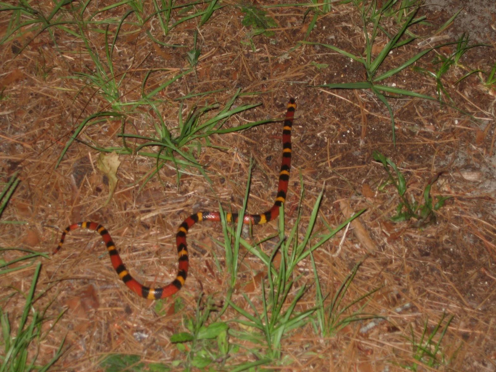 Scarlet King Snake Vs Coral Snake
