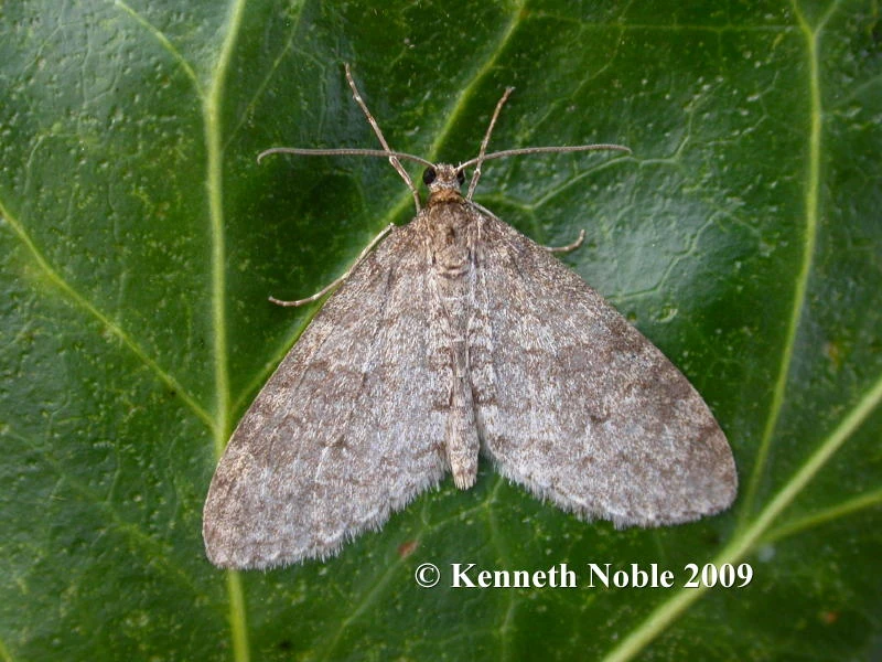 Early Tooth-striped | British Wildlife Wiki | Fandom