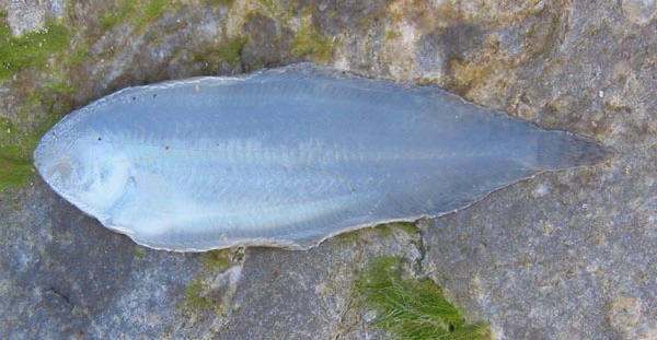 Solenette | British Wildlife Wiki | Fandom