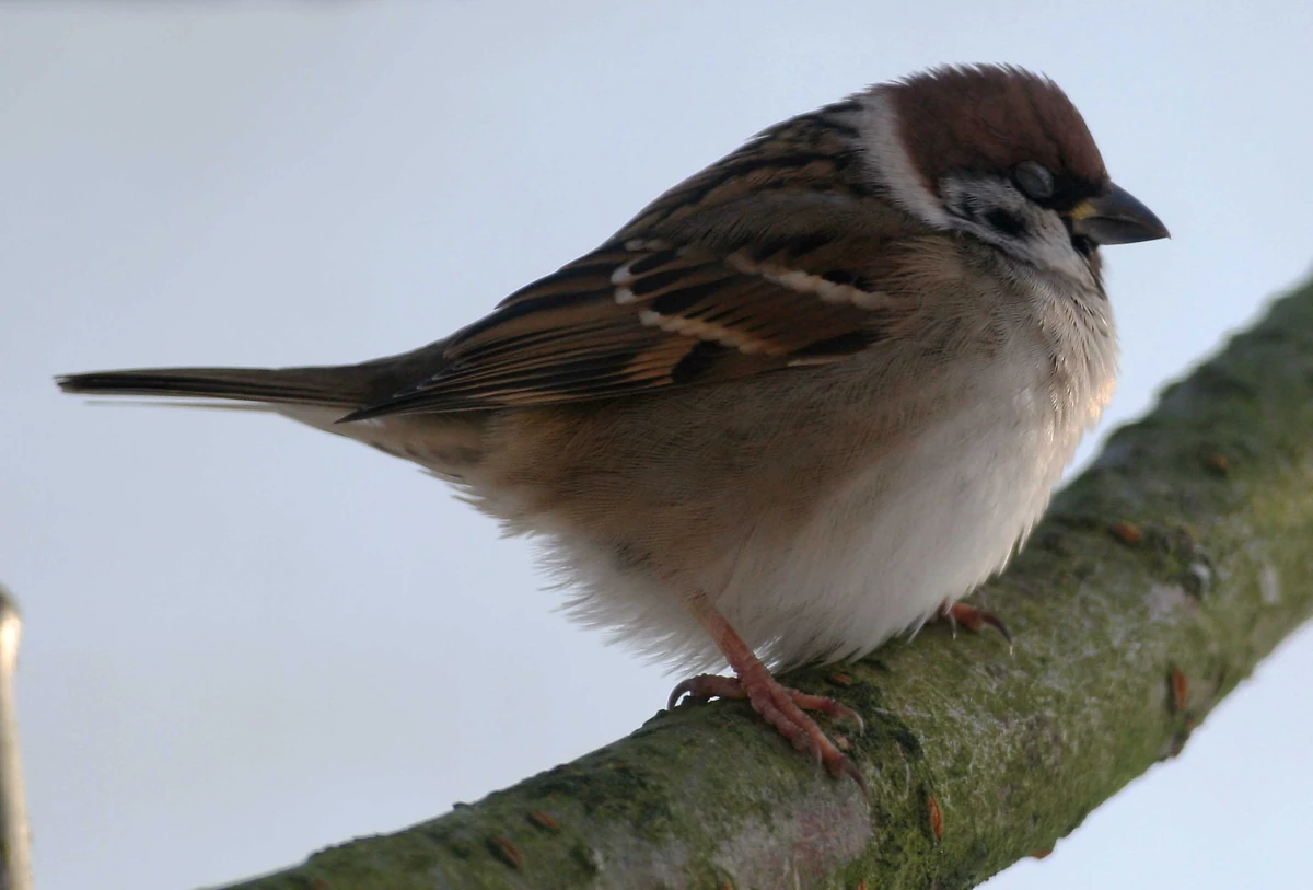 Tree Sparrow | British Wildlife Wiki | Fandom