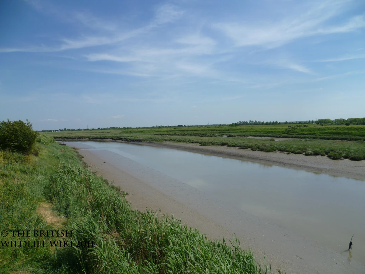 Mudflats and Estuaries | British Wildlife Wiki | Fandom