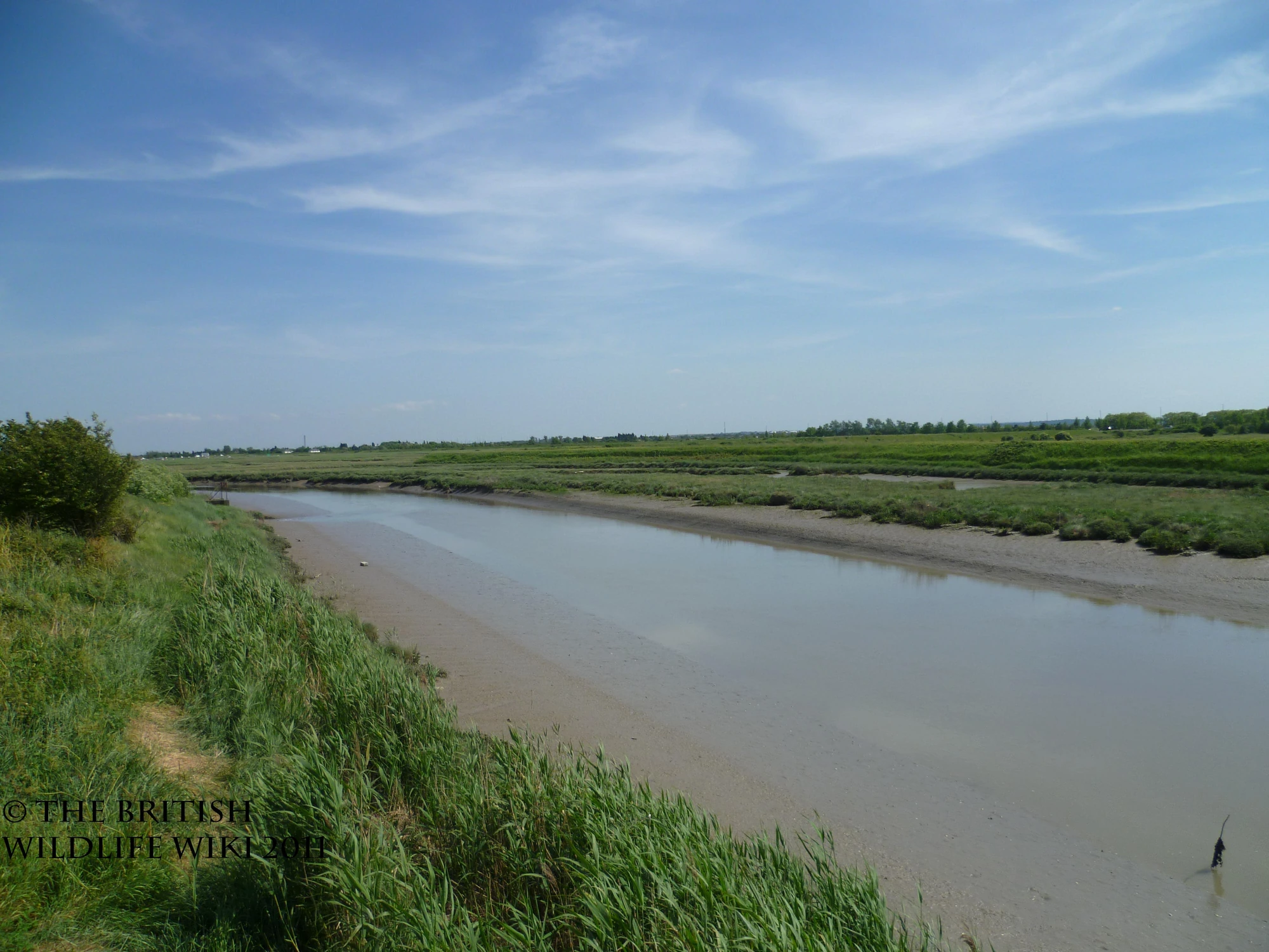 Mudflats and Estuaries | British Wildlife Wiki | Fandom