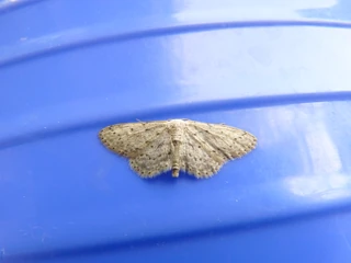 Small Dusty Wave | British Wildlife Wiki | Fandom