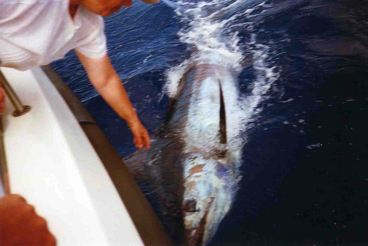 Blue Marlin | British Wildlife Wiki | Fandom