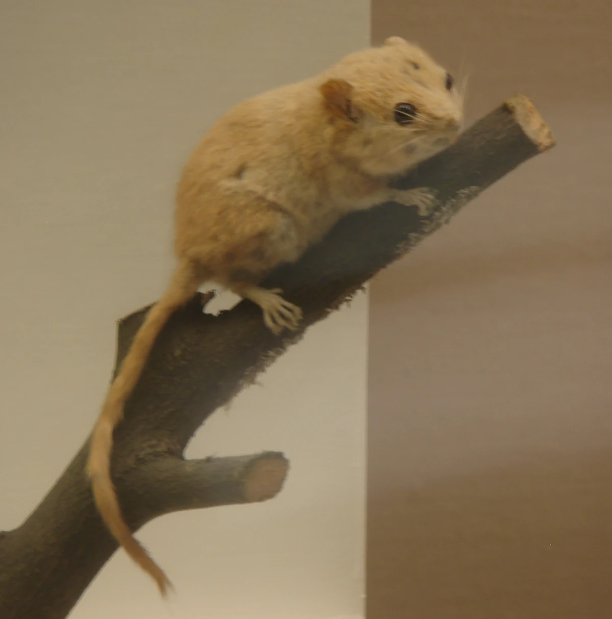 Hazel Dormouse | British Wildlife Wiki | Fandom