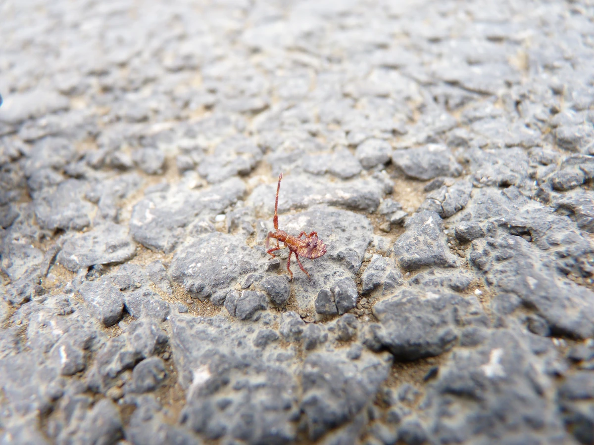 Instar | British Wildlife Wiki | Fandom