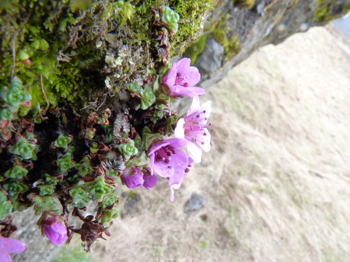 Category:Saxifrageaceae | British Wildlife Wiki | Fandom
