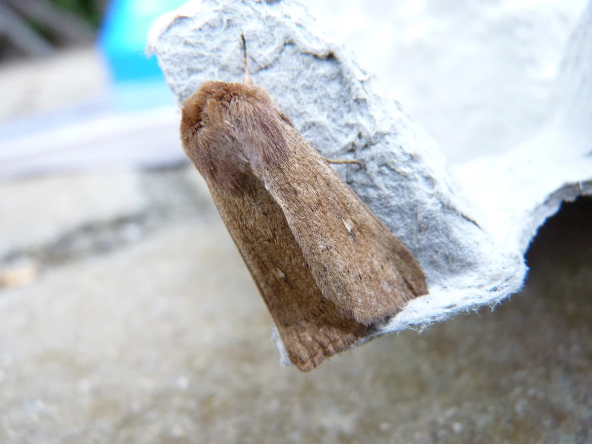 Clay | British Wildlife Wiki | Fandom