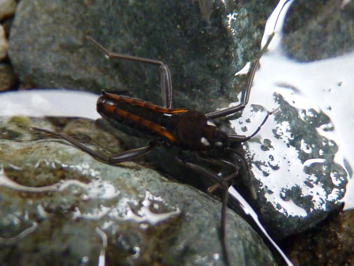 Water Cricket | British Wildlife Wiki | Fandom