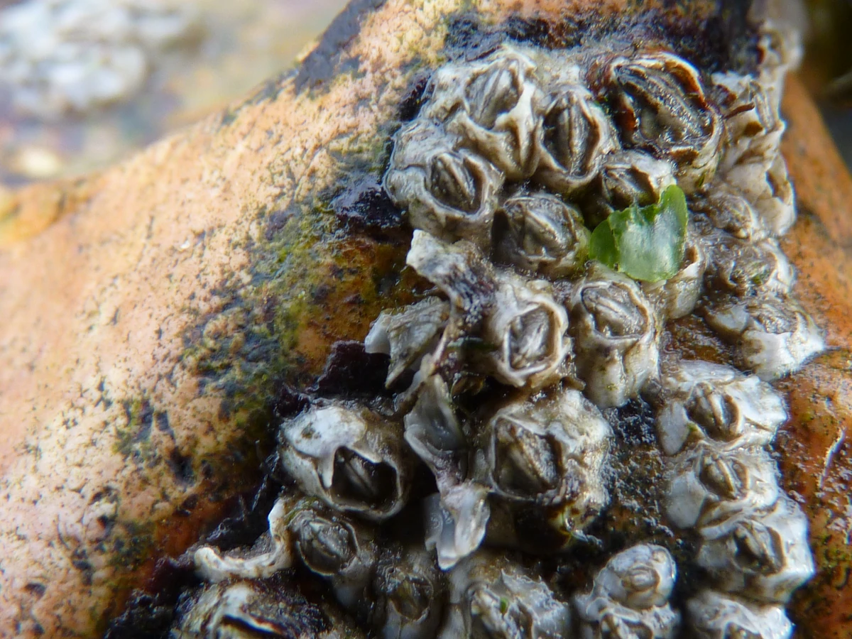 Darwin's Barnacle | British Wildlife Wiki | Fandom