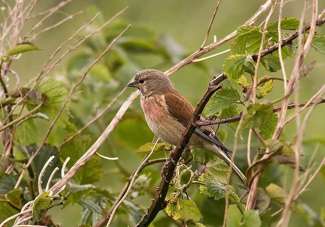 Linnet | British Wildlife Wiki | Fandom