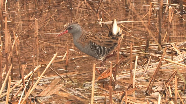 Water Rail | British Wildlife Wiki | Fandom