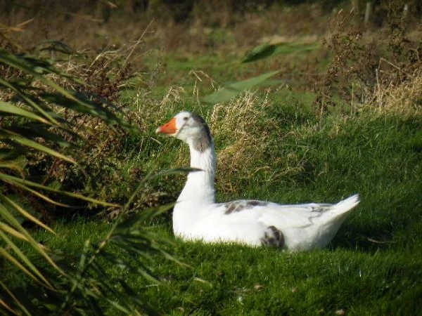 Pied Cotton Patch Goose | British Wildlife Wiki | Fandom