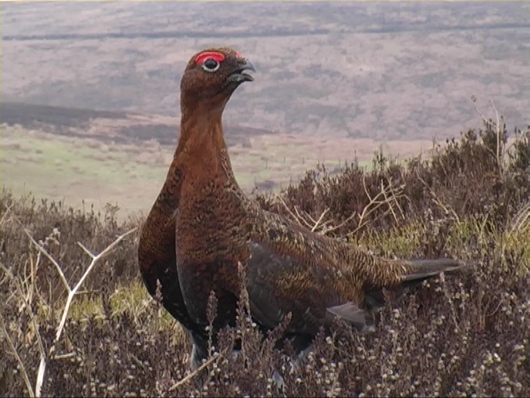 Red Grouse