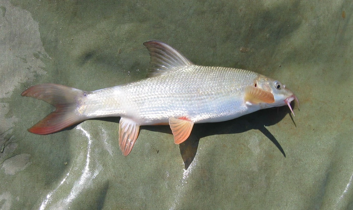 Barbel | British Wildlife Wiki | Fandom