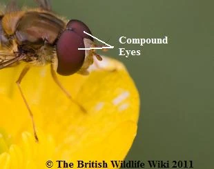 Compound Eyes | British Wildlife Wiki | Fandom