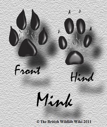 Mink Tracks | British Wildlife Wiki | Fandom