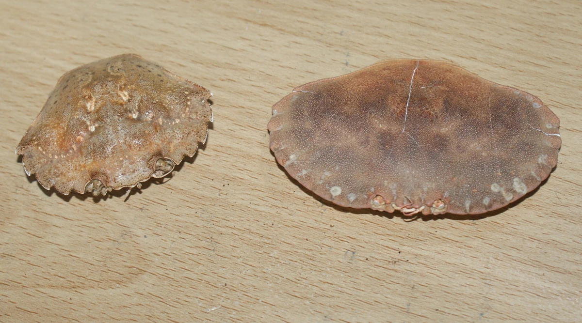 Carapace | British Wildlife Wiki | Fandom