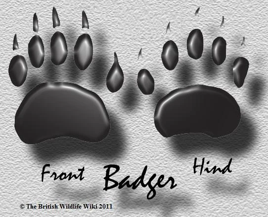 Badger Tracks | British Wildlife Wiki | Fandom