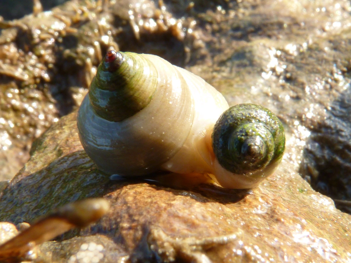 Dog Whelk | British Wildlife Wiki | Fandom