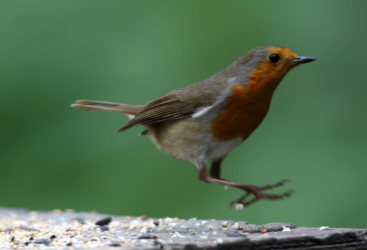 Robin | British Wildlife Wiki | Fandom