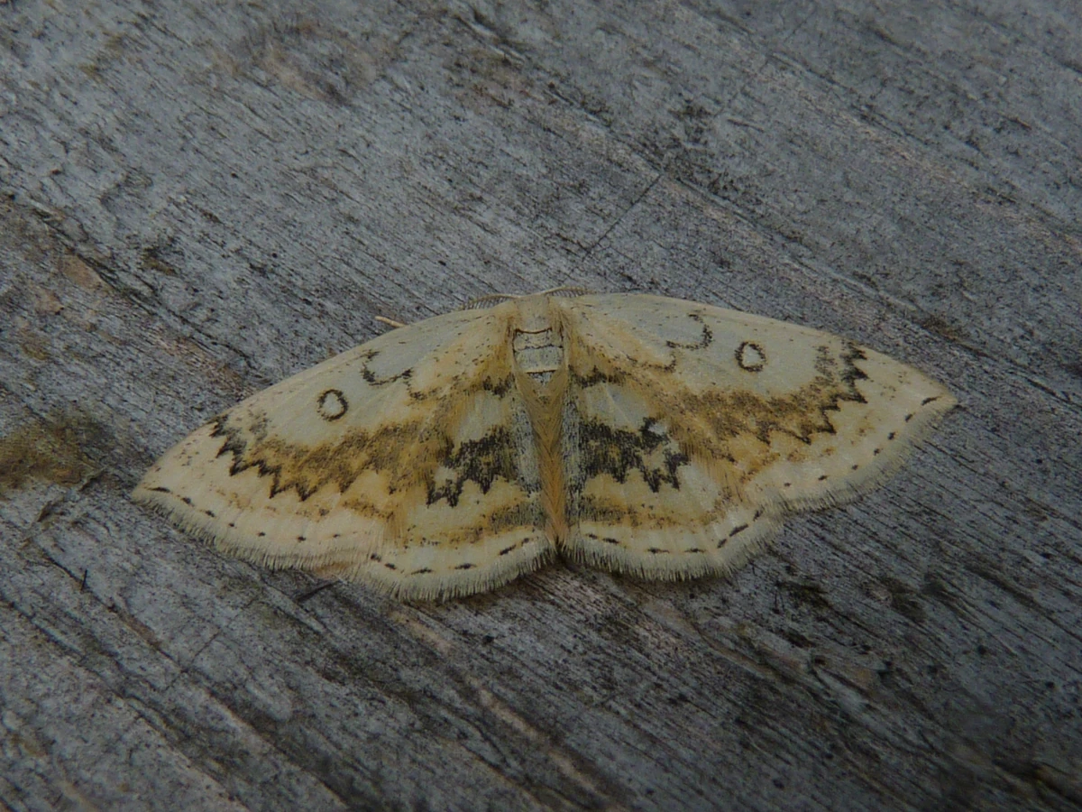 Mocha | British Wildlife Wiki | Fandom