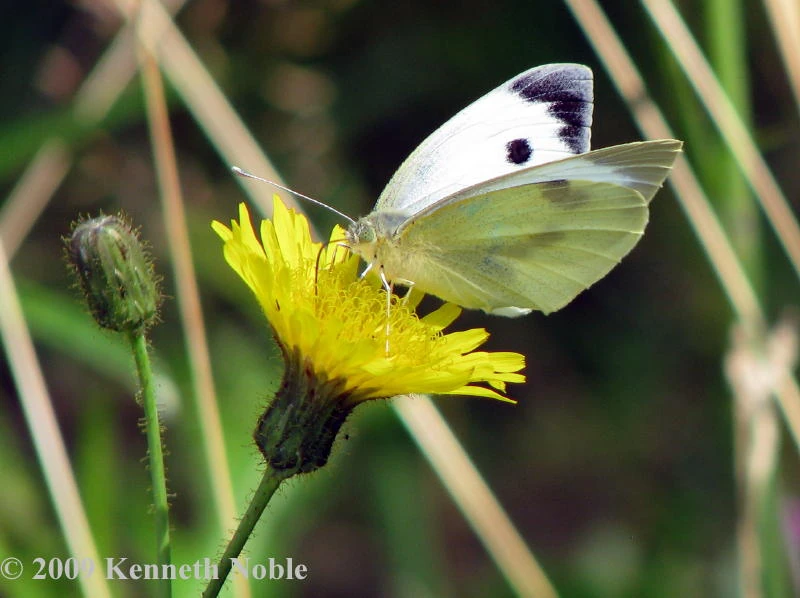 Large White | British Wildlife Wiki | Fandom