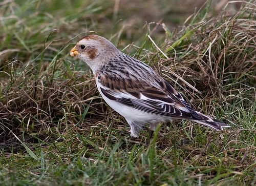 Snow Bunting | British Wildlife Wiki | Fandom