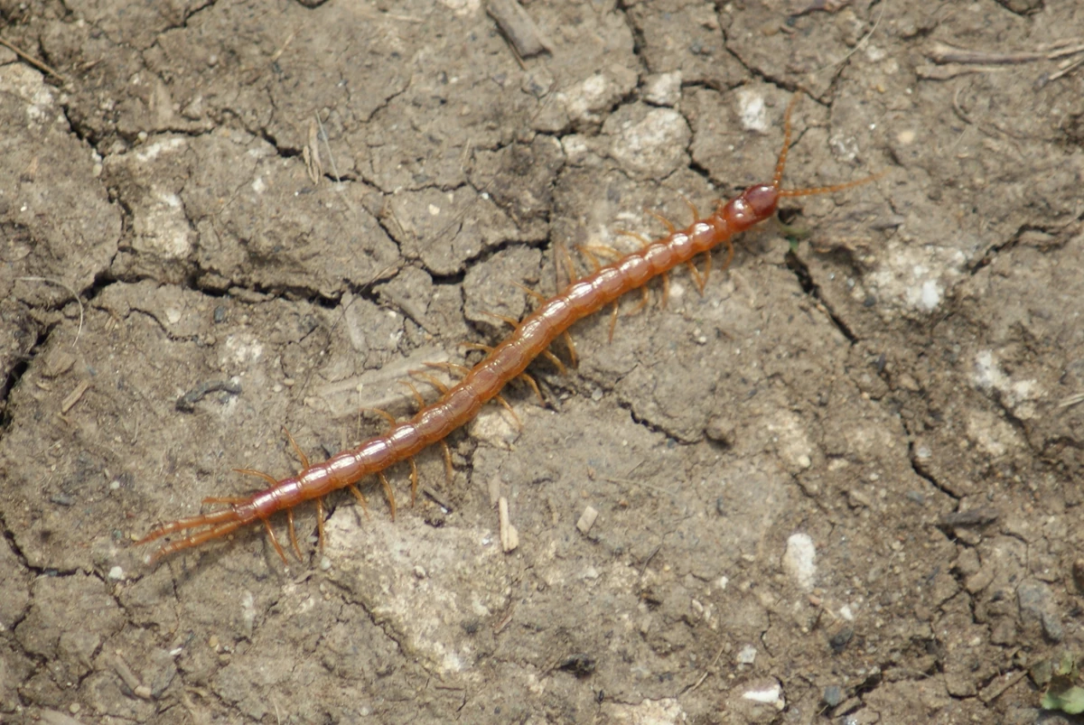 Common Centipede | British Wildlife Wiki | Fandom