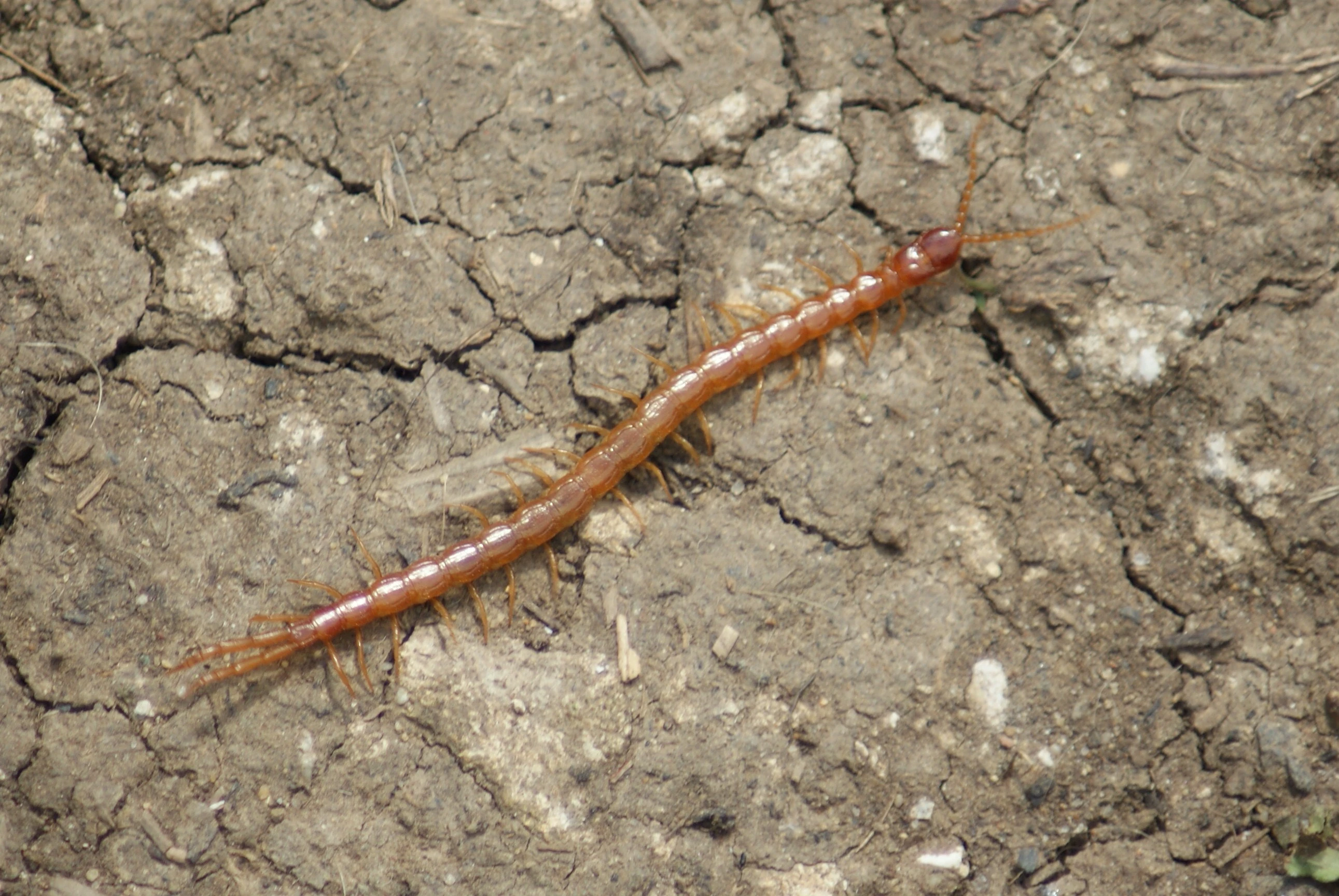 centipede identification uk