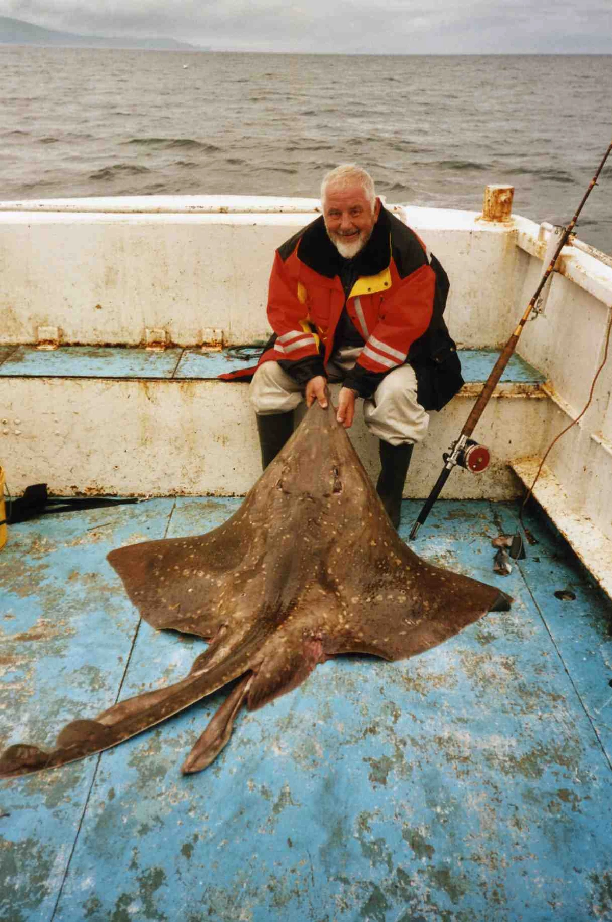 Common Skate | British Wildlife Wiki | Fandom
