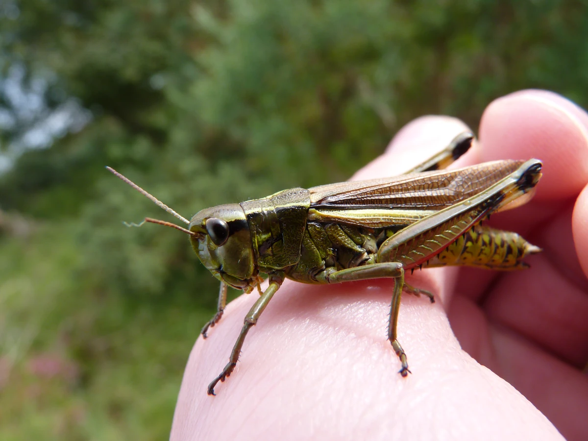 Large Marsh Grasshopper | British Wildlife Wiki | Fandom