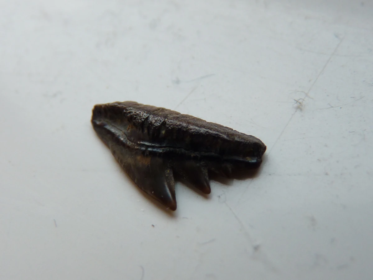 Notidanus munsteri | British Wildlife Wiki | Fandom