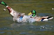 Mallard | British Wildlife Wiki | Fandom