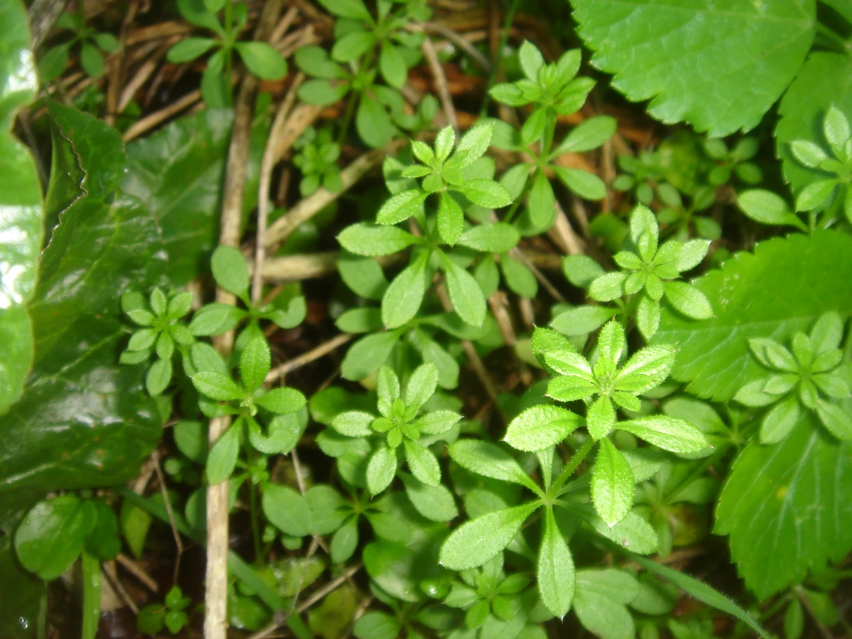 Common Cleavers | British Wildlife Wiki | Fandom