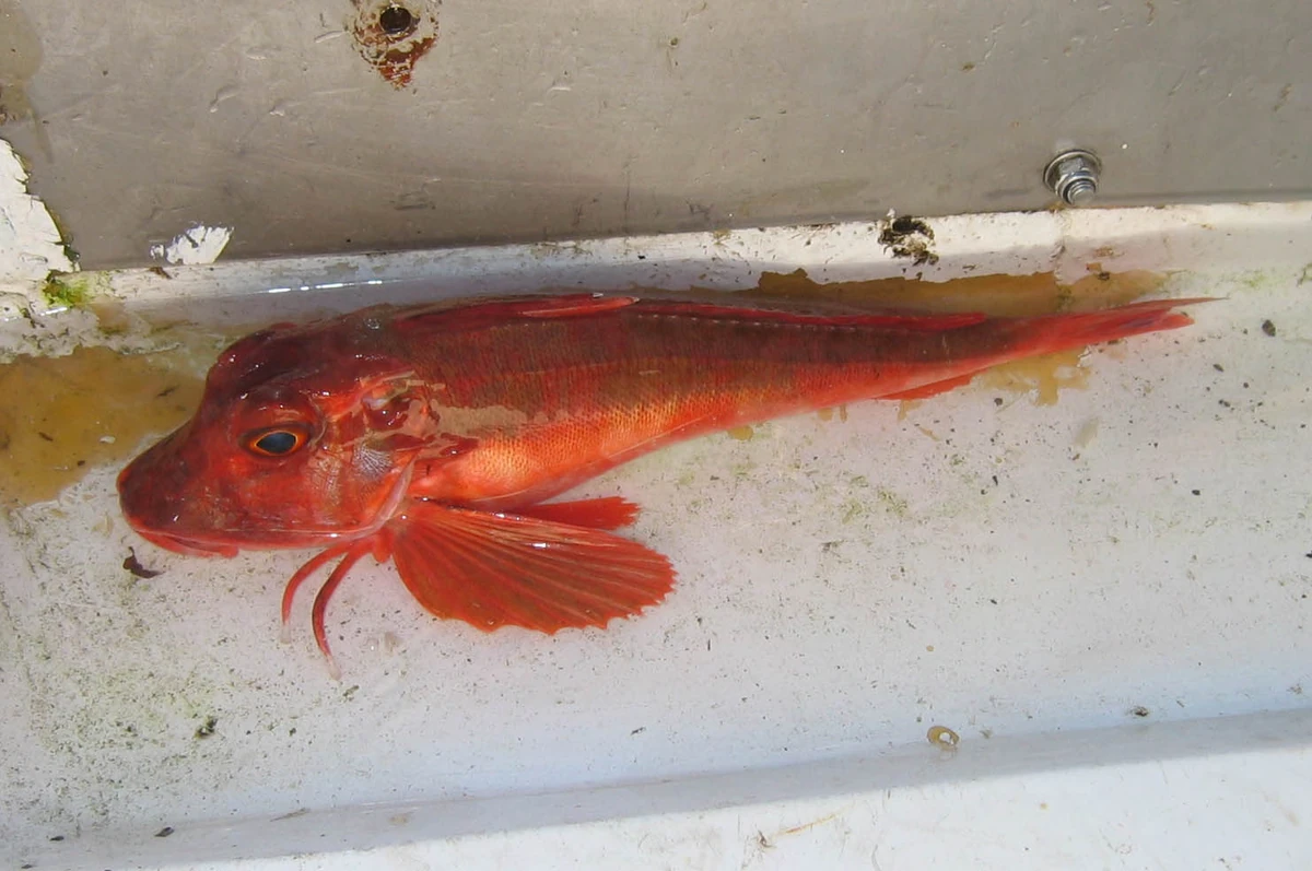 Red Gurnard | British Wildlife Wiki | Fandom