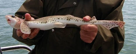 Lesser Spotted Dogfish | British Wildlife Wiki | Fandom