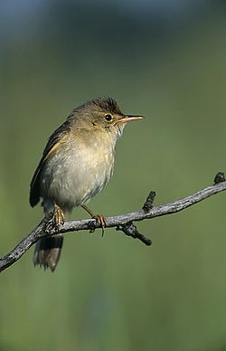 Marsh Warbler | British Wildlife Wiki | Fandom