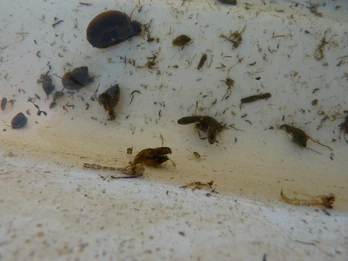 Corixa panzeri | British Wildlife Wiki | Fandom