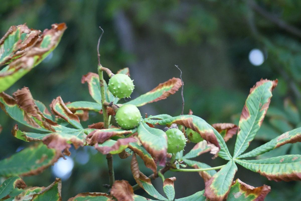 Horse Chestnut | British Wildlife Wiki | Fandom