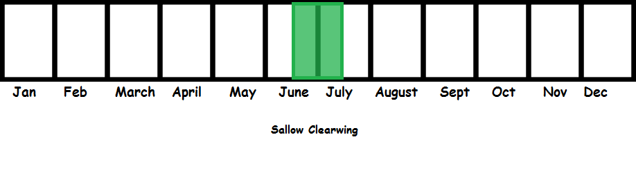 Sallow Clearwing | British Wildlife Wiki | Fandom