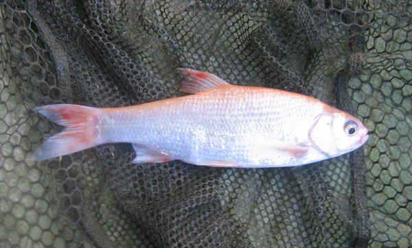 Orfe | British Wildlife Wiki | Fandom