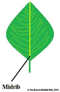 Midrib | British Wildlife Wiki | Fandom