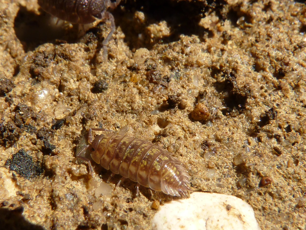 Oniscus asellus | British Wildlife Wiki | Fandom