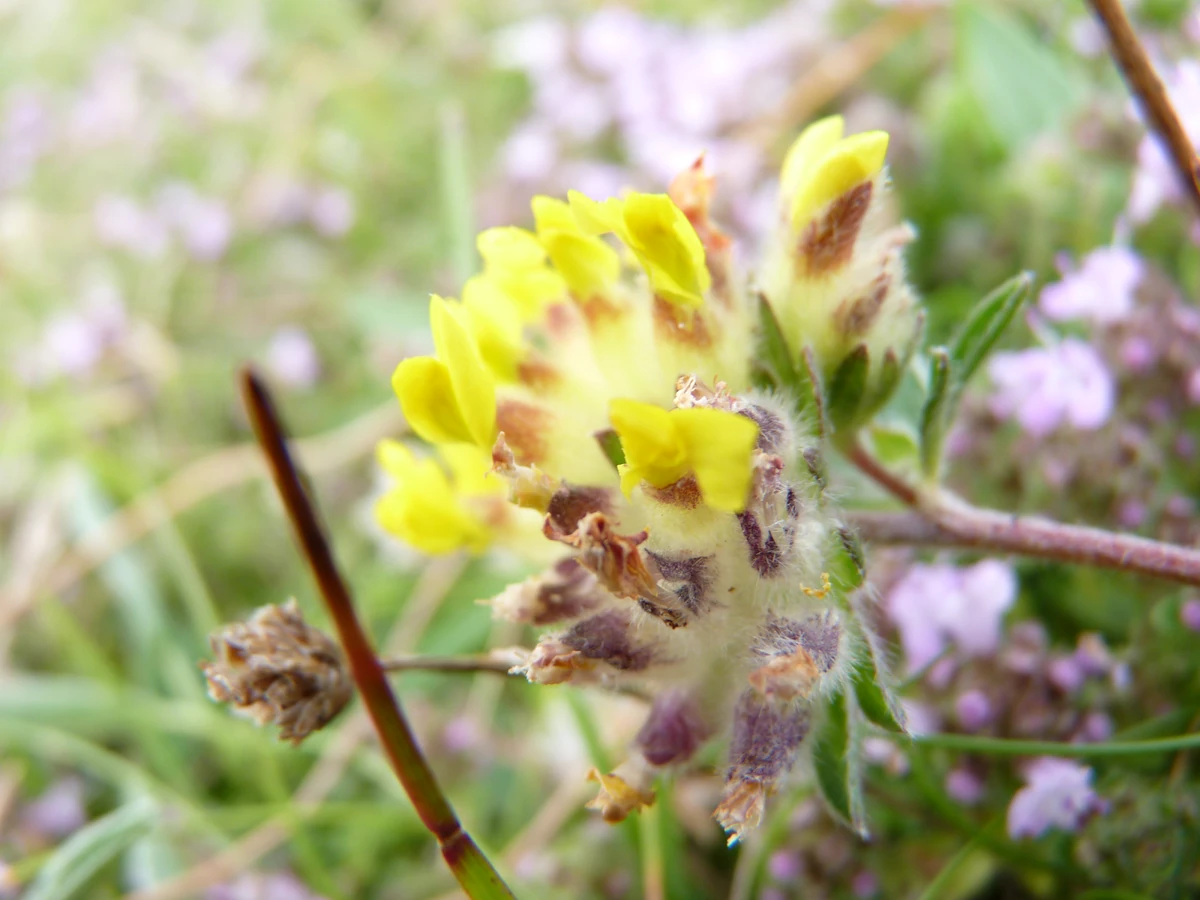 Kidney Vetch | British Wildlife Wiki | Fandom