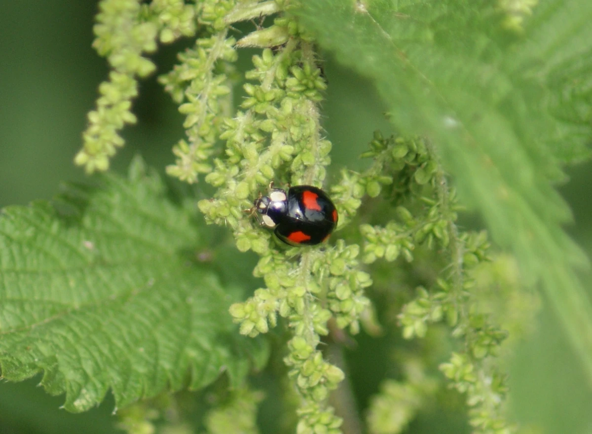 Harlequin Ladybird | British Wildlife Wiki | Fandom